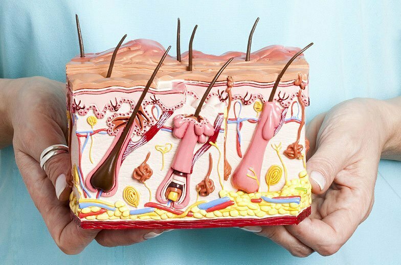 ᐅ Warum altern die Haut? | iMed Guru